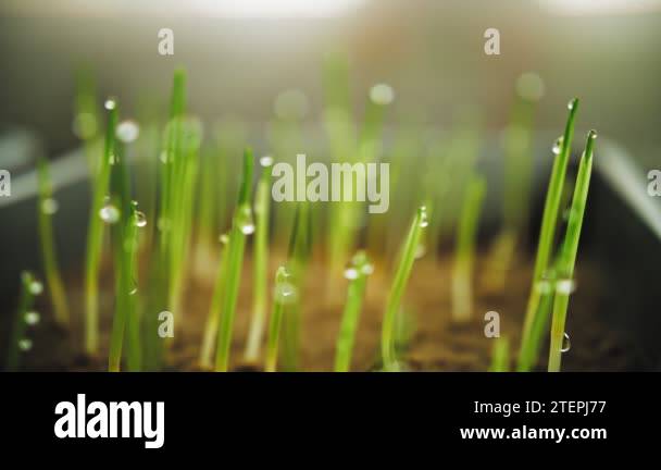 sprouted corn seeds. close-up. laboratory container with corn seed ...