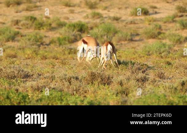 Two springbok spar with each other in the Greater Kalahari. This ...