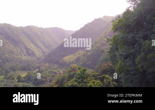 Hawaiian islands flora Stock Videos & Footage - HD and 4K Video Clips ...