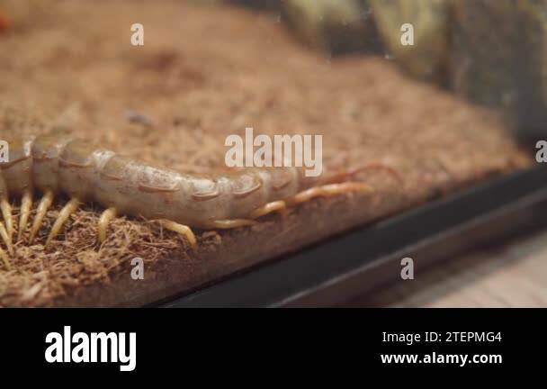 Peruvian giant yellow leg centipede Stock Videos & Footage - HD and 4K ...
