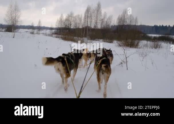 4K high quality footage. Team of northern sled dogs runs forward ...