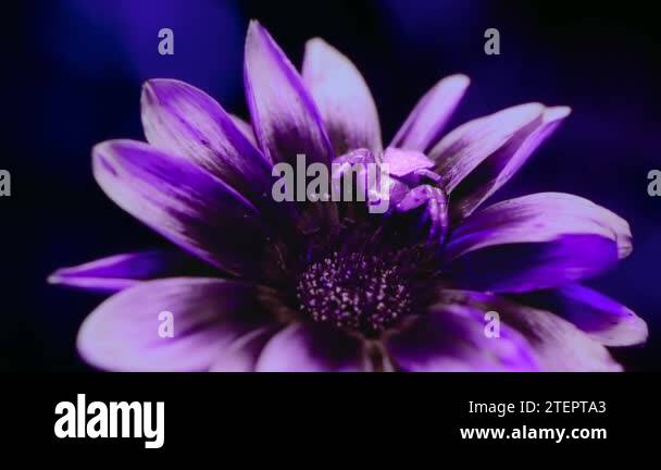 Crab Spider Camouflage Stock Videos And Footage Hd And 4k Video Clips Alamy