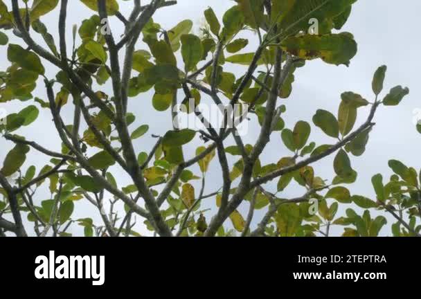 Sky as backgroung Stock Videos & Footage - HD and 4K Video Clips - Alamy