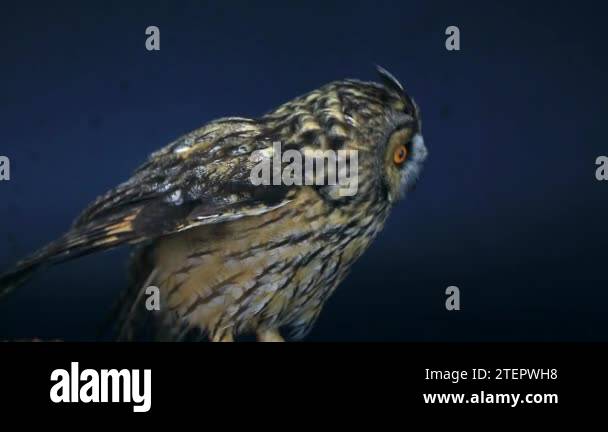 Black eagle owl Stock Videos & Footage - HD and 4K Video Clips - Alamy