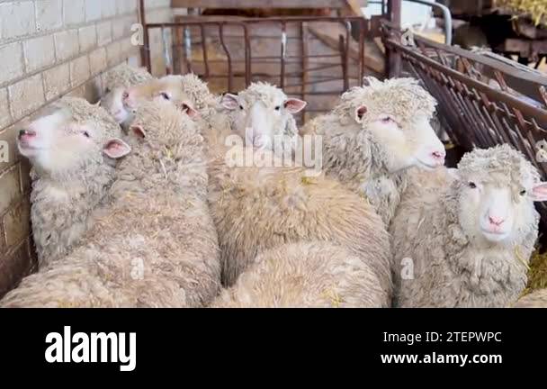 A home farm for the production of wool. Livestock. The ranch. Animal ...