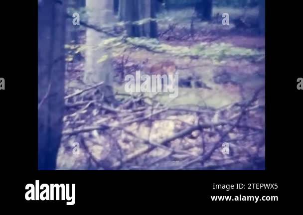 copenhagen,Denmark april 18 1970:forest with wild animals in denmark in ...