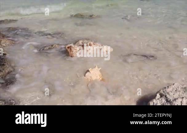 conch shell out of the sea or ocean under the radiant sun and resting ...