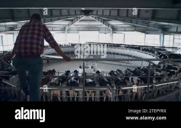 Back view farmer checking milking system on automated modern farm ...