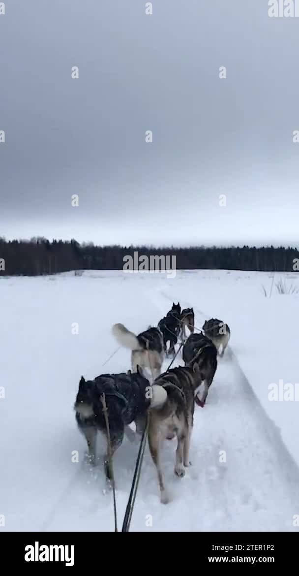 Vertical video for stories and social media. Team northern sled dogs ...