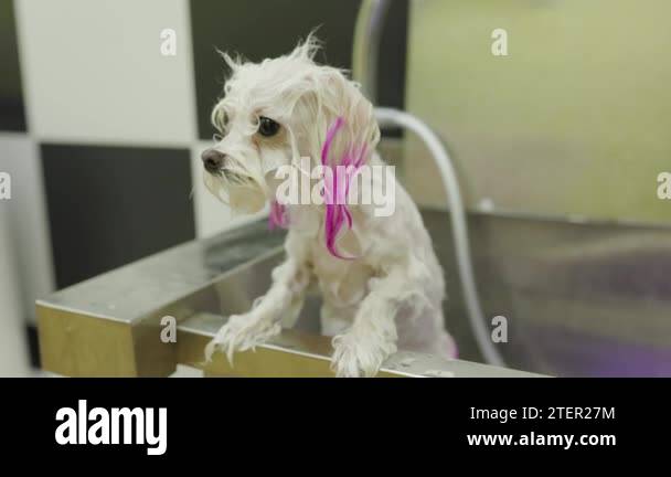 Maltese bolonka Stock Videos & Footage - HD and 4K Video Clips - Alamy