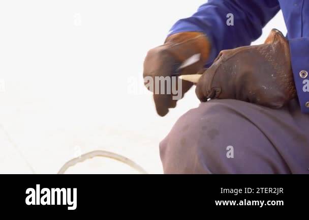 Tree stake Stock Videos & Footage - HD and 4K Video Clips - Alamy