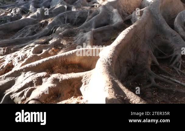 Huge enormous gigantic tree Stock Videos & Footage - HD and 4K Video ...