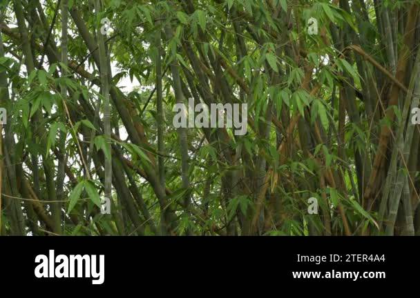 Leaves of Bamboo, bamboo plants are evergreen perennial flowering ...