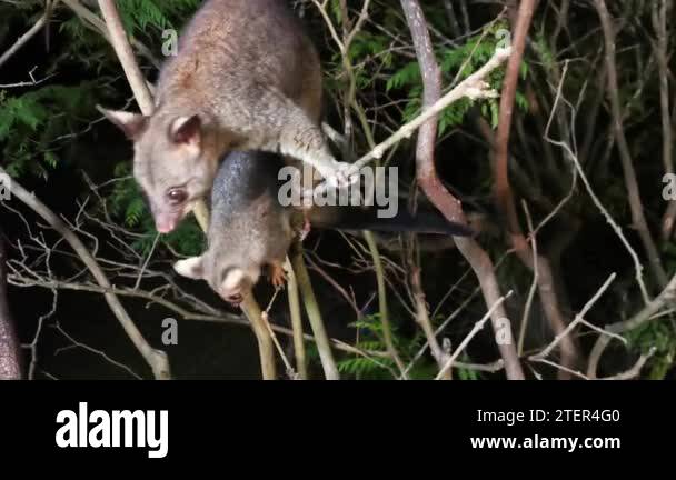 Possum climbing tree Stock Videos & Footage - HD and 4K Video Clips - Alamy