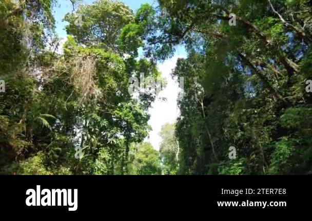Dense canopy of trees Stock Videos & Footage - HD and 4K Video Clips ...
