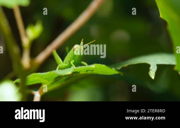 Cricket on camouflage cricket insect Stock Videos & Footage - HD and 4K ...