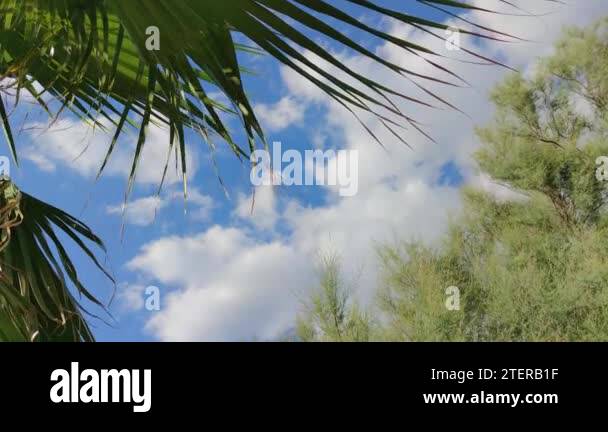 Coconut Palm Leaves with Blue Sky Background with Clouds on the Beach ...