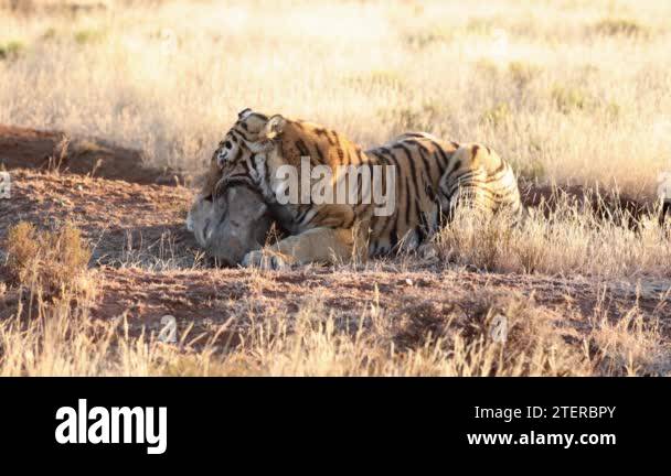 Warthog struggles slightly as golden Bengal Tiger bites down on neck ...