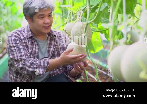 Happy elderly Asian farmer sitting in a greenhouse and check melon on ...