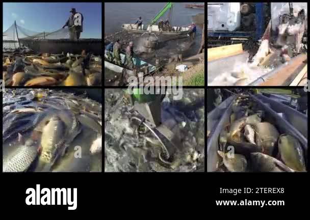 Aquaculture - Fish Farming And Harvesting. Fish Pond Harvesting ...