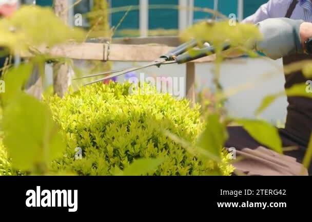 The gardener trims the bush with large garden shears. Landscape design ...