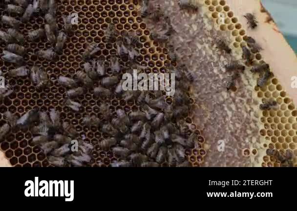 Gold bees Stock Videos & Footage - HD and 4K Video Clips - Alamy