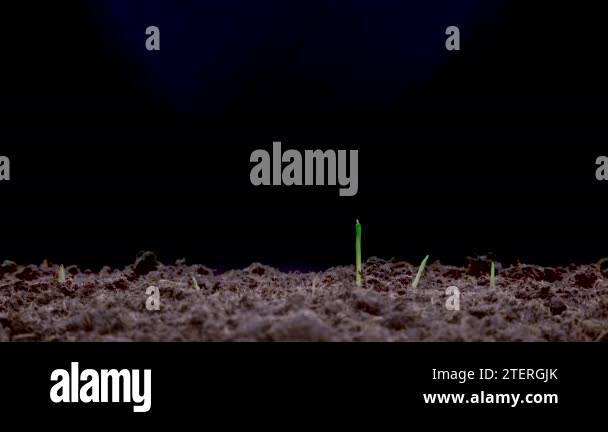 Corn seed germination Stock Videos & Footage - HD and 4K Video Clips ...