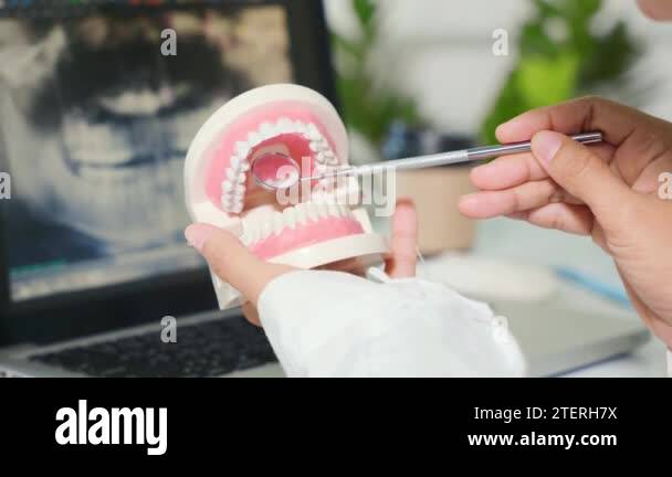 Oral dental hygiene. Dentist healthy white tooth model and explorer ...