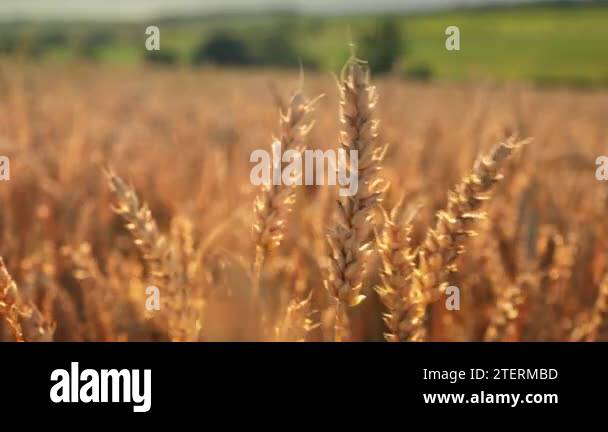 Wheat pollination Stock Videos & Footage - HD and 4K Video Clips - Alamy