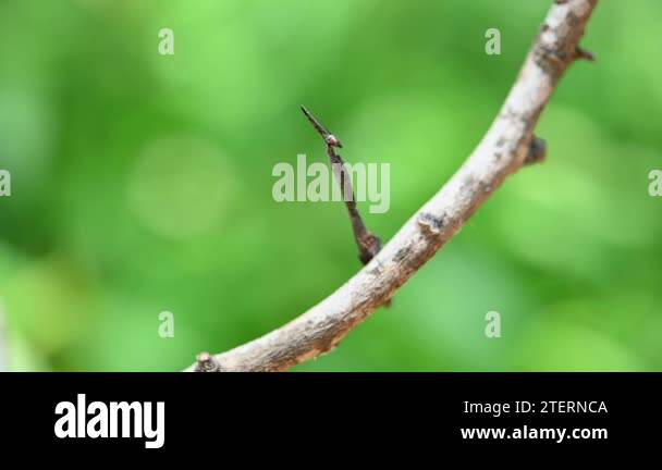 A tiny Praying Mantis, Phyllothelys sp., captured through a macro lens as it is perched on a ...