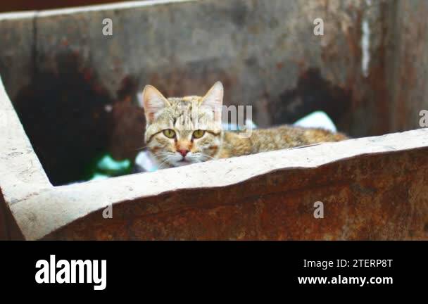 Kitty can Stock Videos & Footage - HD and 4K Video Clips - Alamy