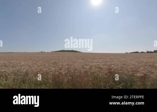 Field wheat in brittany Stock Videos & Footage - HD and 4K Video Clips ...