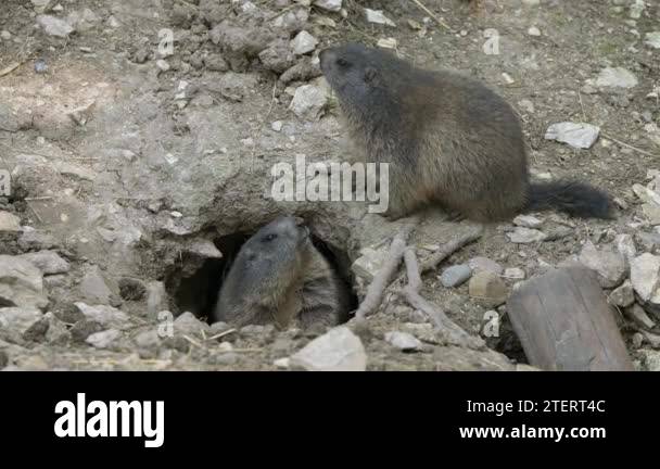 Ground dogs Stock Videos & Footage - HD and 4K Video Clips - Alamy