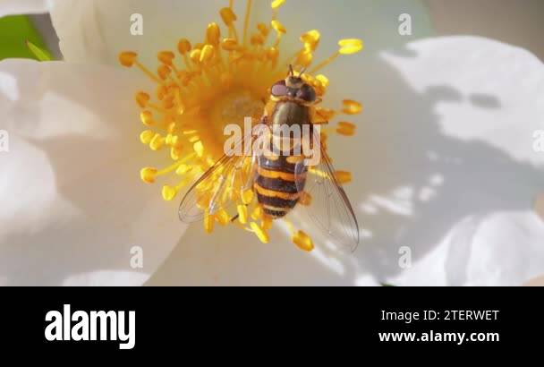 Insect insects bee bees wasp wasps Stock Videos & Footage - HD and 4K ...