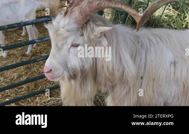 Big billy goat Stock Videos & Footage - HD and 4K Video Clips - Alamy