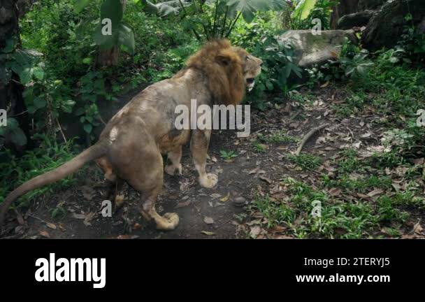 Adult lion with beautiful mane marks territory in jungle. Unique ...