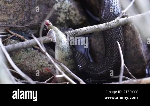 Snake eating fish Stock Videos & Footage - HD and 4K Video Clips - Alamy