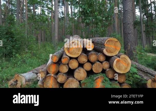 Summer season forestry landscape in the woods. A view of a pile of logs ...