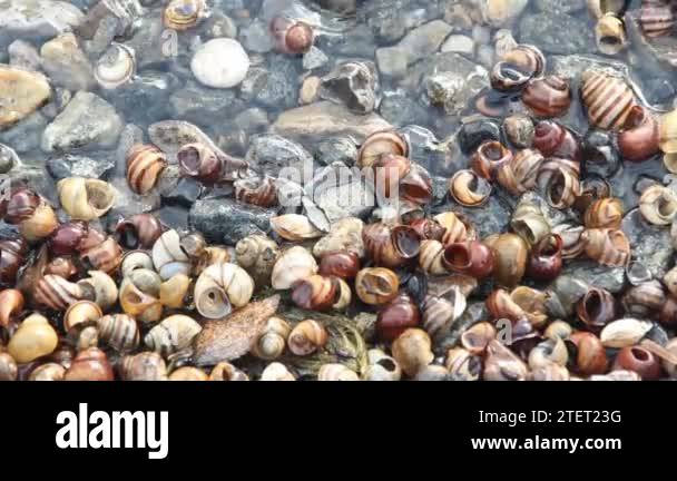 Many scallop shells on Stock Videos & Footage - HD and 4K Video Clips ...