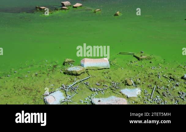 Water covered with green algae. River green algae bloom background ...