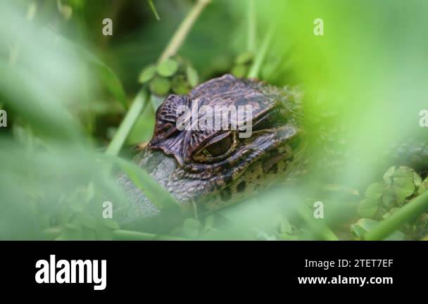 Spectacled caiman portrait crocodilus Stock Videos & Footage - HD and ...