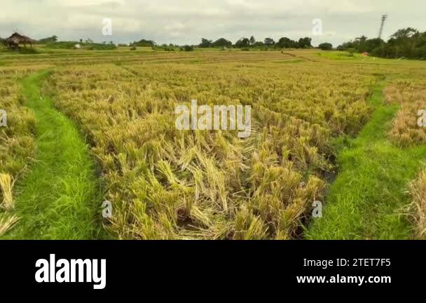 Beautiful geometric pattern of rice field with dry cut rice after ...