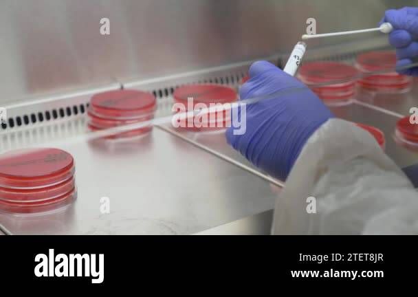Slow motion camera view of microbiologist hands putting back the sample ...