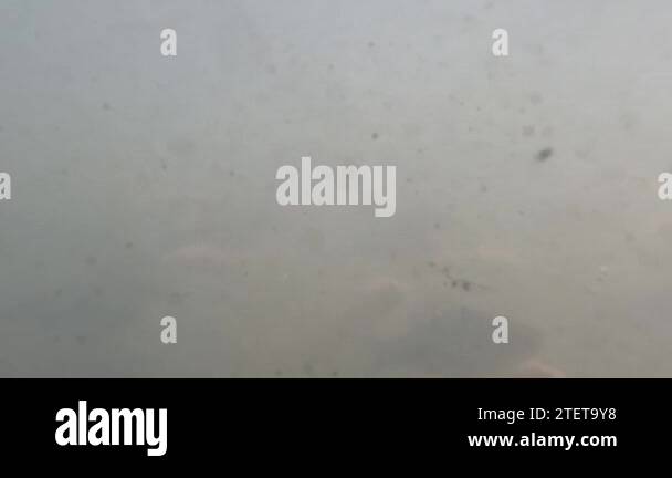 Osteochilus vittatus Stock Videos & Footage - HD and 4K Video Clips - Alamy