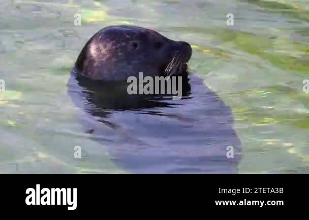 Pinniped Stock Videos & Footage - HD and 4K Video Clips - Alamy