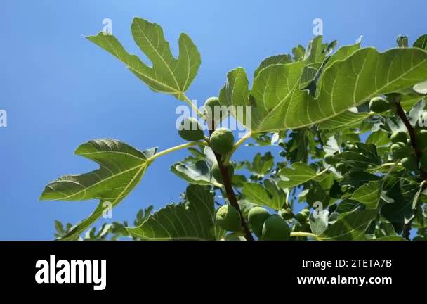 White fig tree Stock Videos & Footage - HD and 4K Video Clips - Alamy