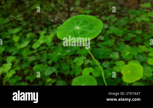 Tweaker Stock Videos & Footage - HD and 4K Video Clips - Alamy