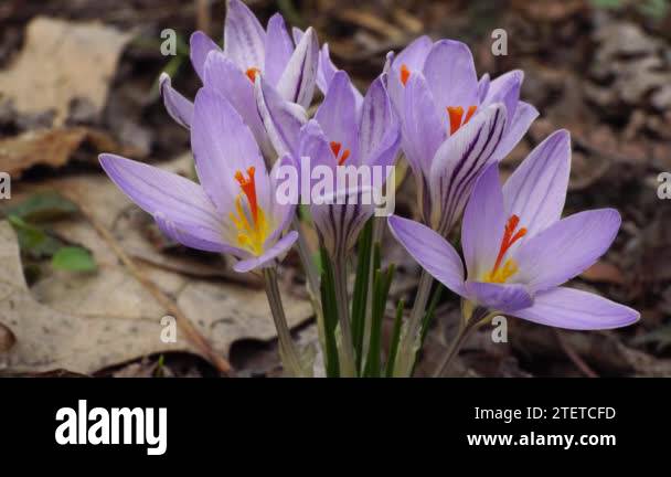 Colorful crocus sativus flowers Stock Videos & Footage - HD and 4K ...
