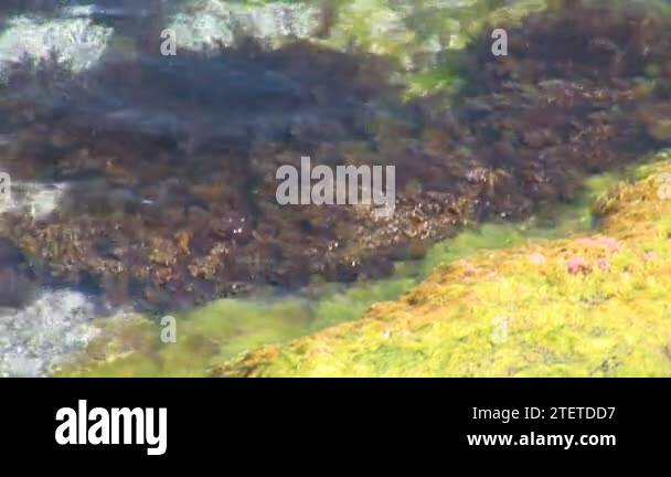 Algae in the water Stock Videos & Footage - HD and 4K Video Clips - Alamy