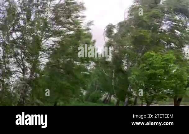 Sandstorm and extremely strong wind breaks birches near the lake ...